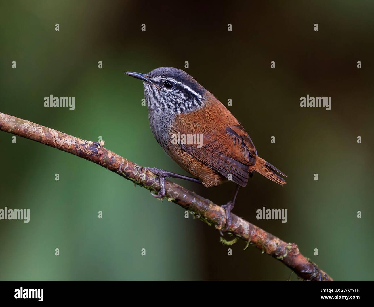Grey-breasted Wood-Wren (Henicorhina leucophrys), Chiriqui Highlands ...