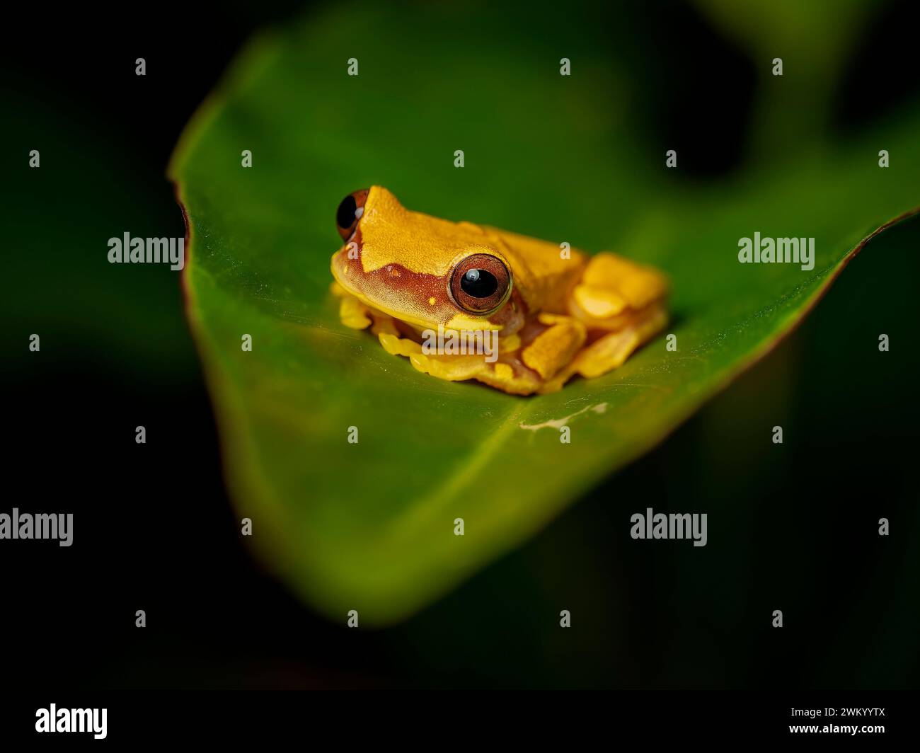 Hourglass Tree Frog (Dendropsophus ebraccatus), plain yellow morph ...