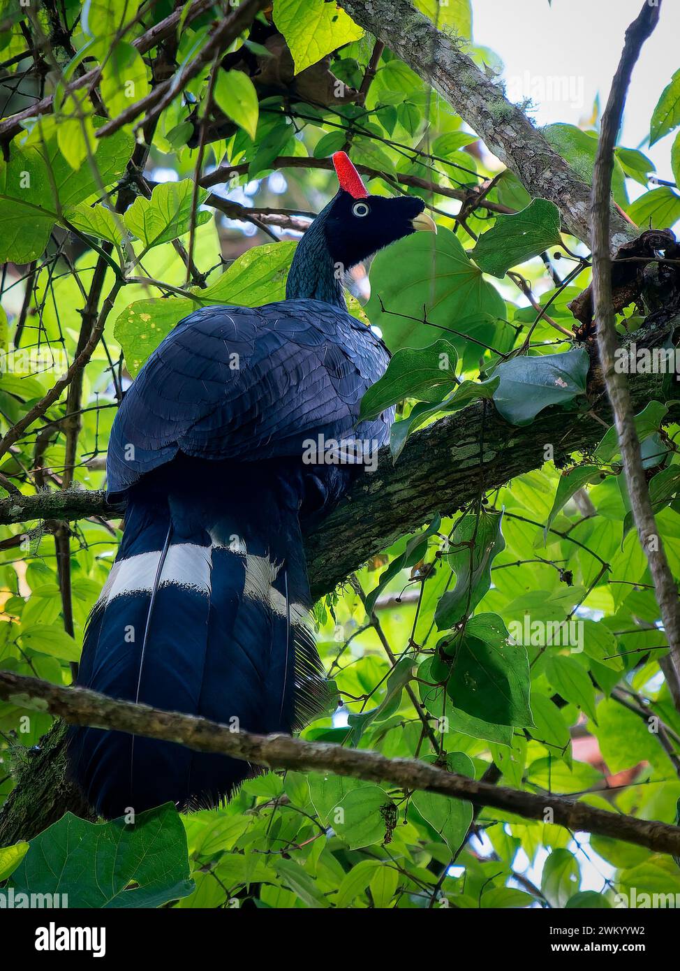 Horned Guan (Oreophasis derbianus), Volcan Atitlan, Guatemala Stock ...