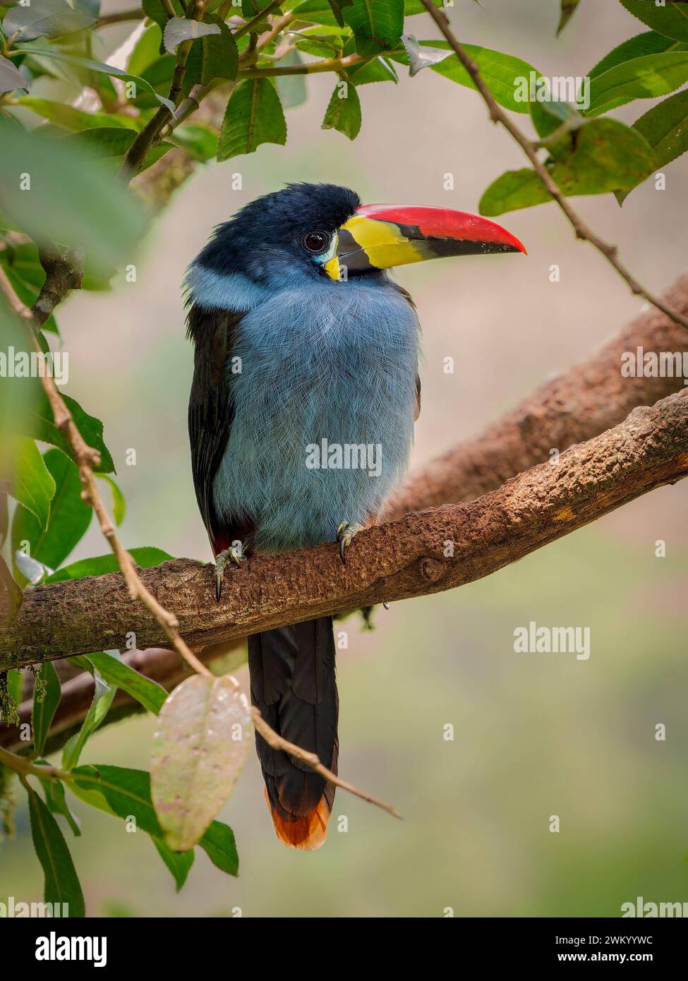 Grey-breasted Mountain-Toucan (Andigena hypoglauca), Colombia Stock ...