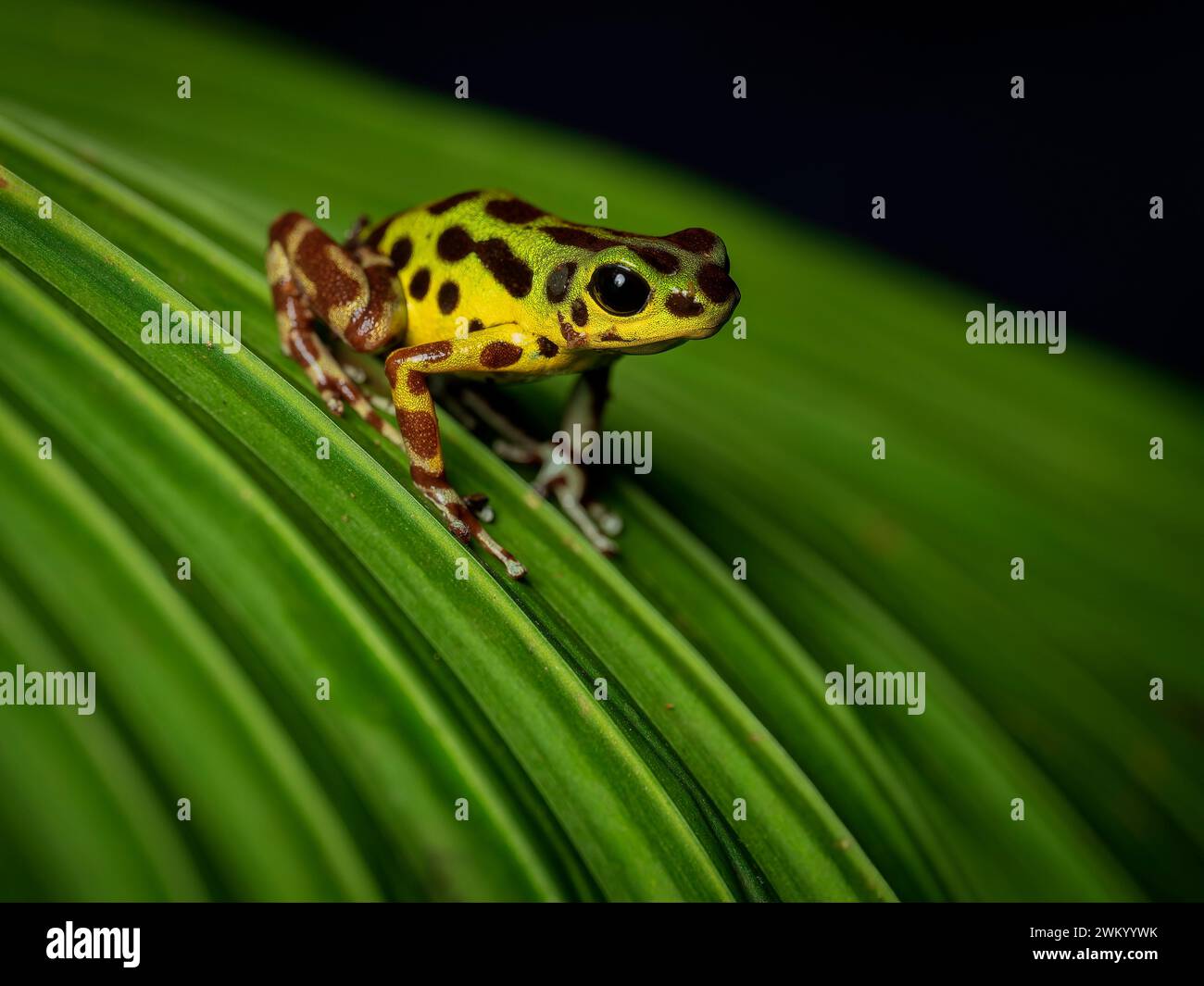 Strawberry Poison-Frog (Oophaga pumilio), Bocas del Toro, Panama Stock ...