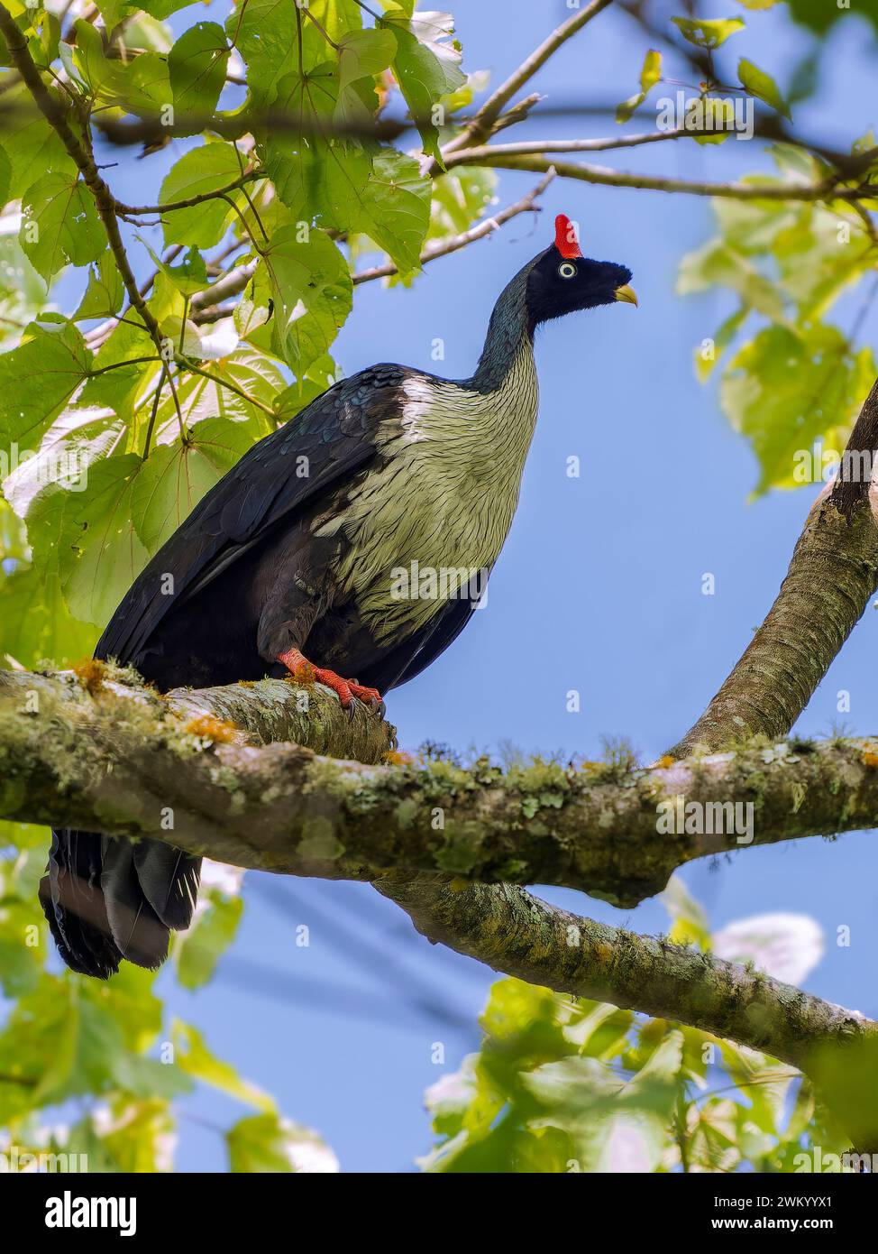 Horned Guan (Oreophasis derbianus), Volcan Atitlan, Guatemala Stock ...