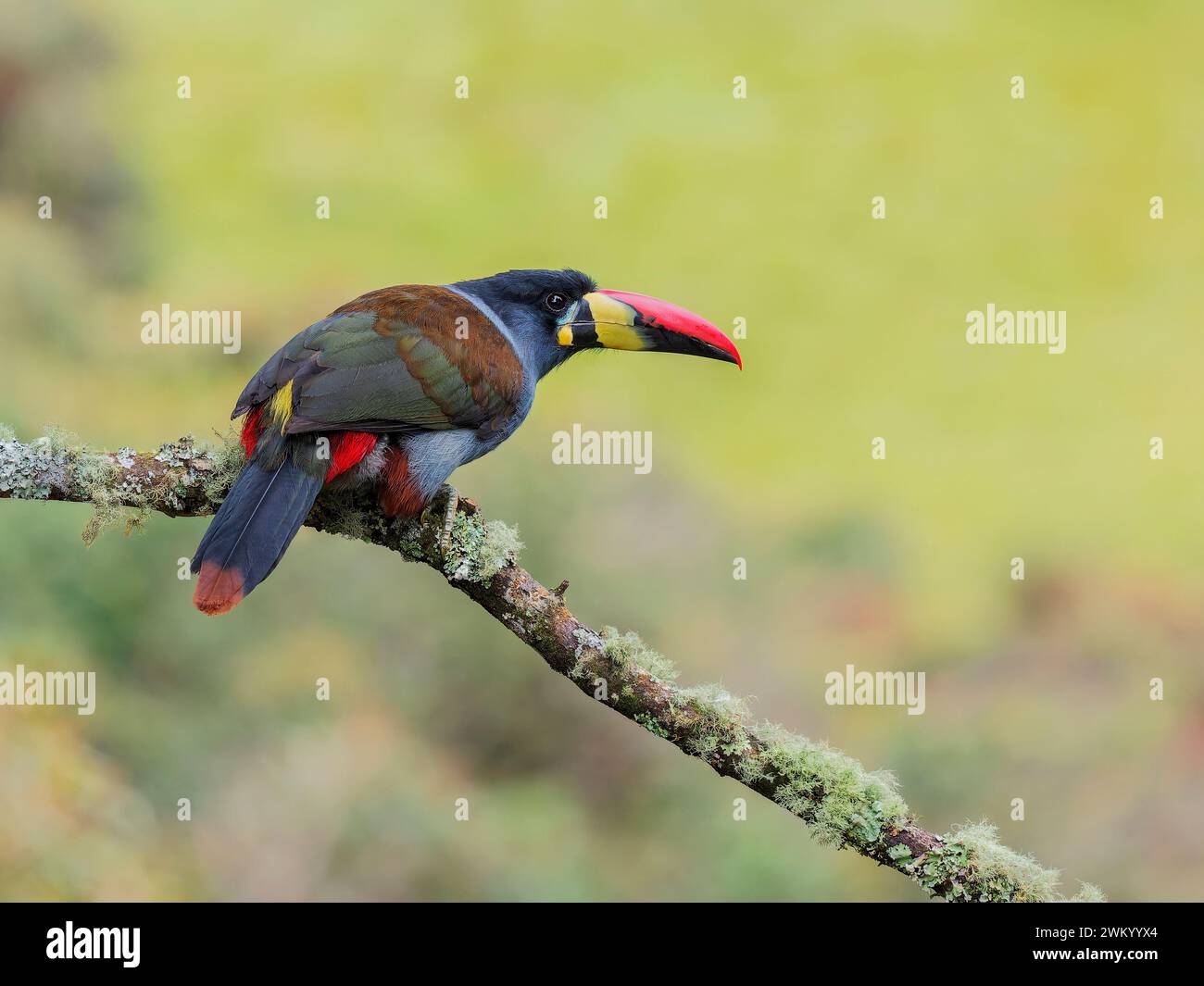 Grey-breasted Mountain-Toucan (Andigena hypoglauca), Colombia Stock ...
