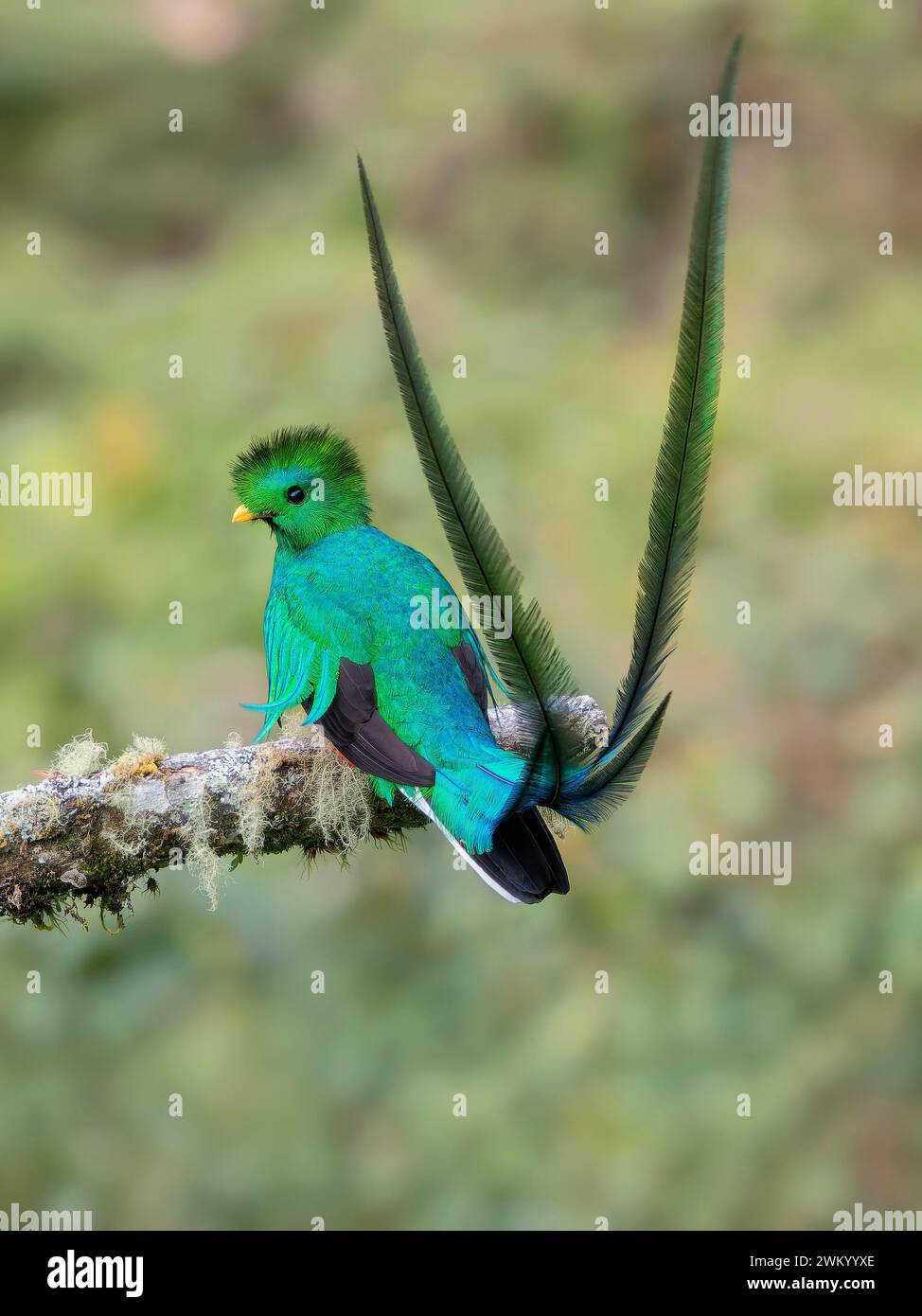 Resplendent Quetzal (Pharomachrus mocinno), male, Chiriqui Highlands ...