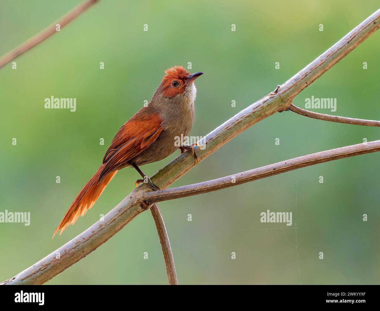 Red-faced Spinetail (Cranioleuca erythrops), Chiriqui Highlands, Panama ...