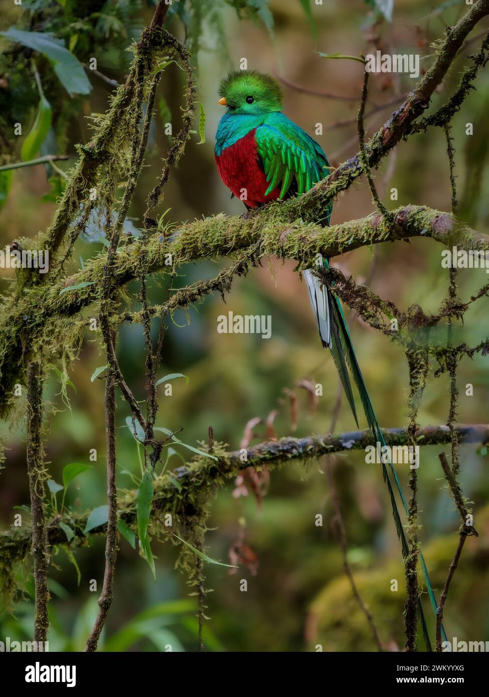Resplendent Quetzal (Pharomachrus mocinno), male, Chiriqui Highlands ...