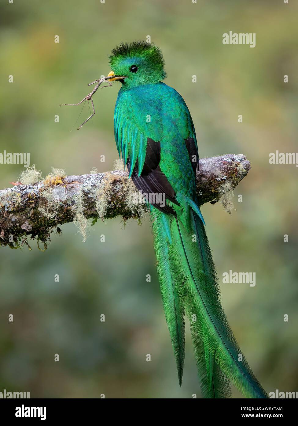 Resplendent Quetzal (Pharomachrus mocinno), male with Phasmid prey ...
