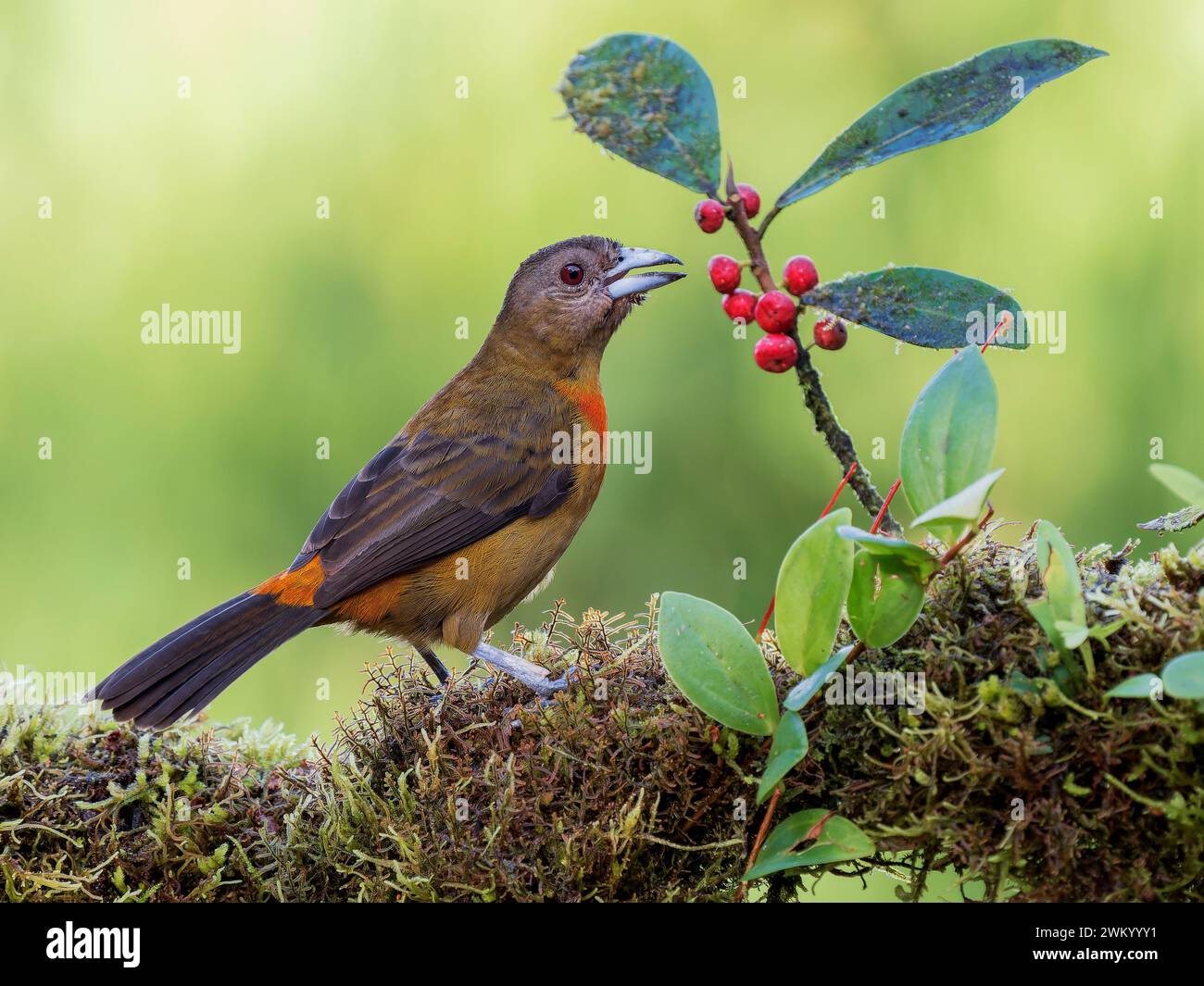 Scarlet-rumped Tanager (Ramphocelus passerinii), female, Chiriqui ...