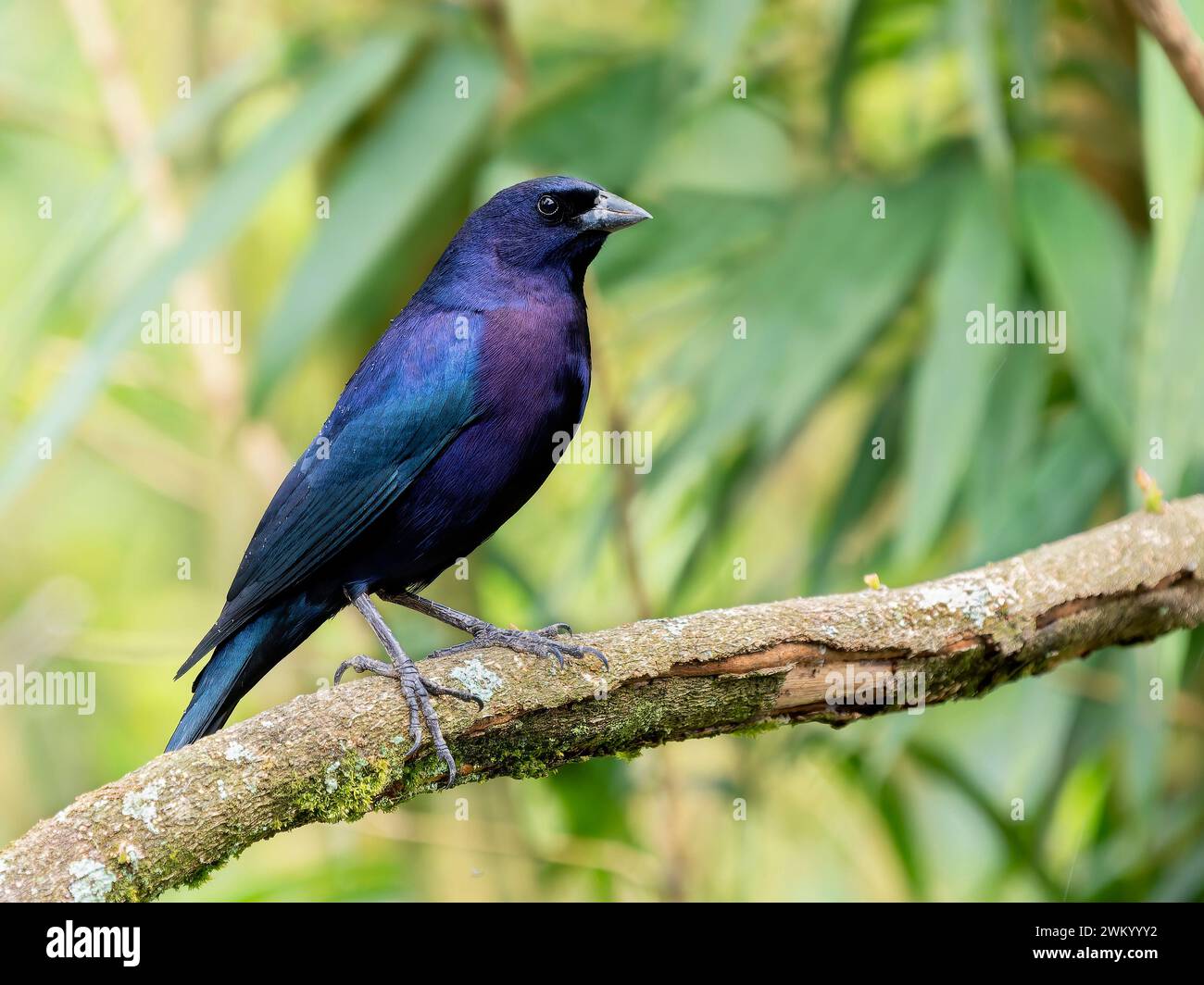 Shiny cowbird (Molothrus bonariensis), male, Chiriqui Highlands, Panama ...