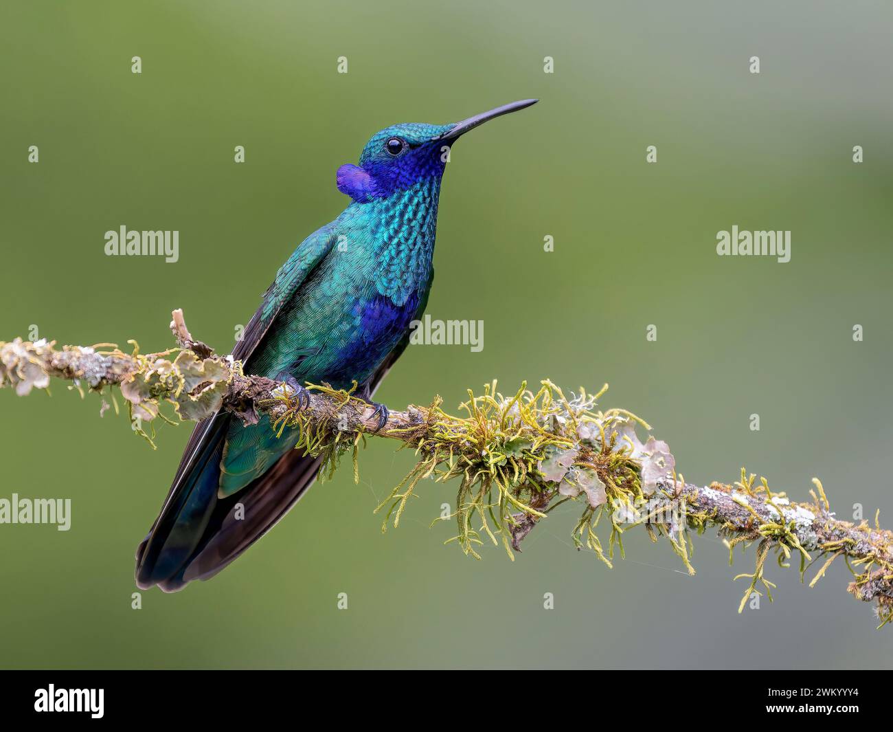 Sparkling Violetear (Colibri coruscans), displaying "ear" feathers ...