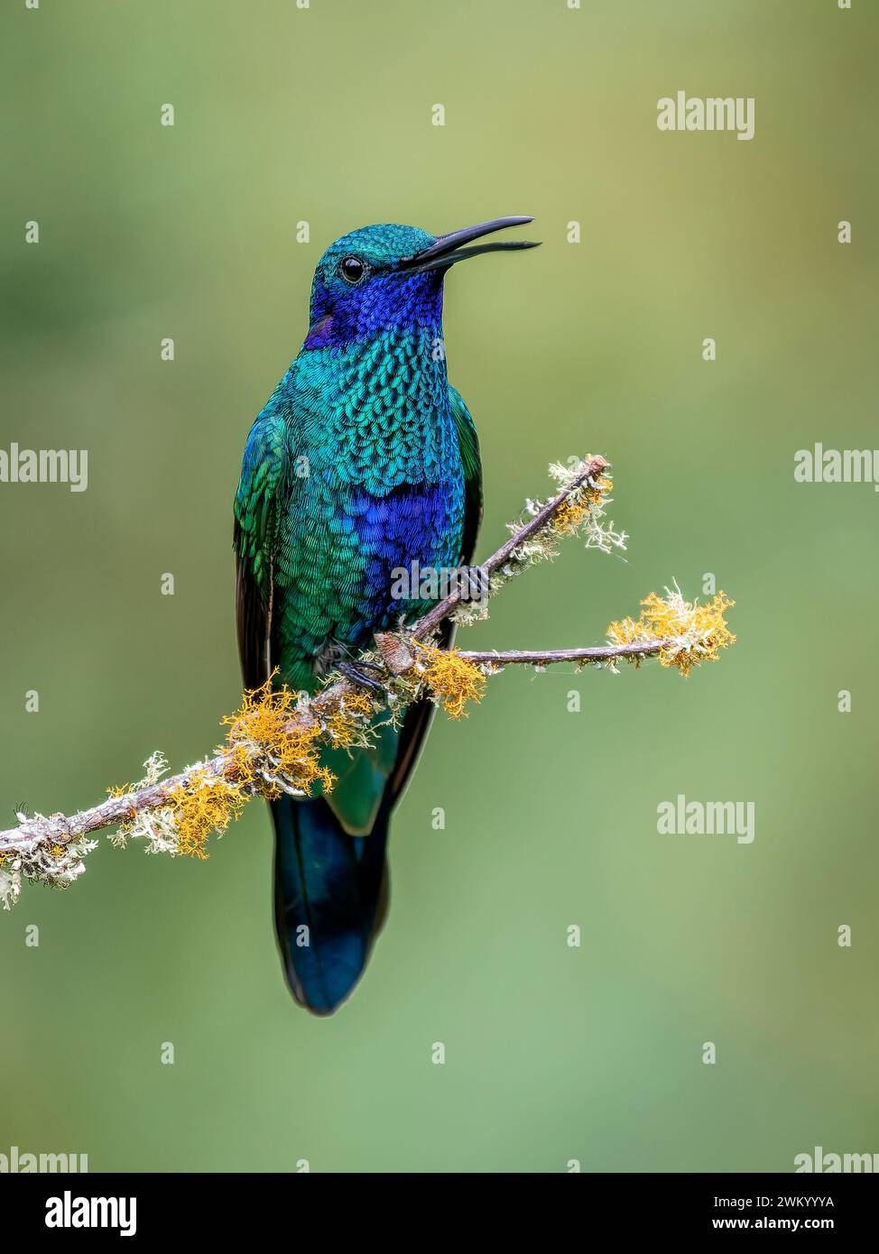 Sparkling Violetear (Colibri coruscans), Colombia Stock Photo - Alamy