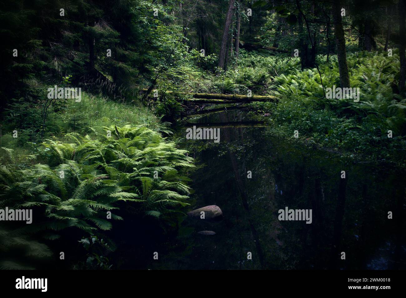 Photograph of a calm stream flowing through dark forest Stock Photo - Alamy