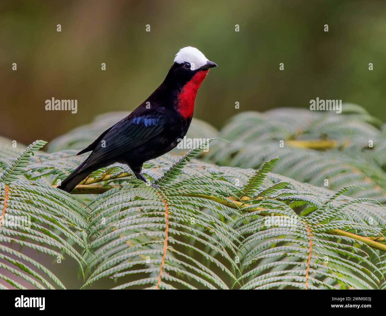 White-capped Tanager (Sericossypha albocristata), on fern, Colombia ...