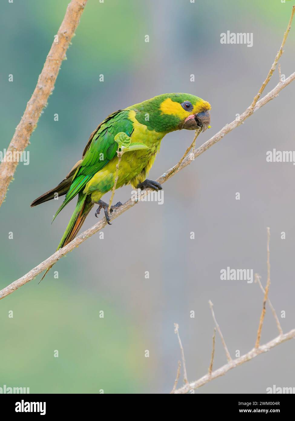Yellow-eared Parrot (Ognorhynchus icterotis), Anaime, Colombia Stock ...