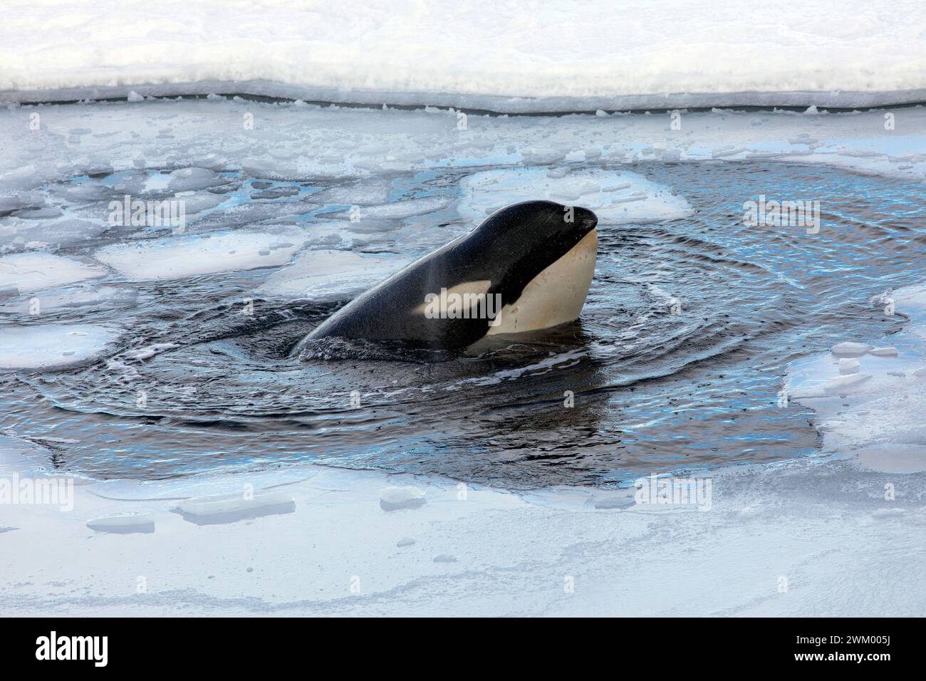 Killer whale (Orcinus orca) spy-hopping on pack ice in the Ross Sea ...