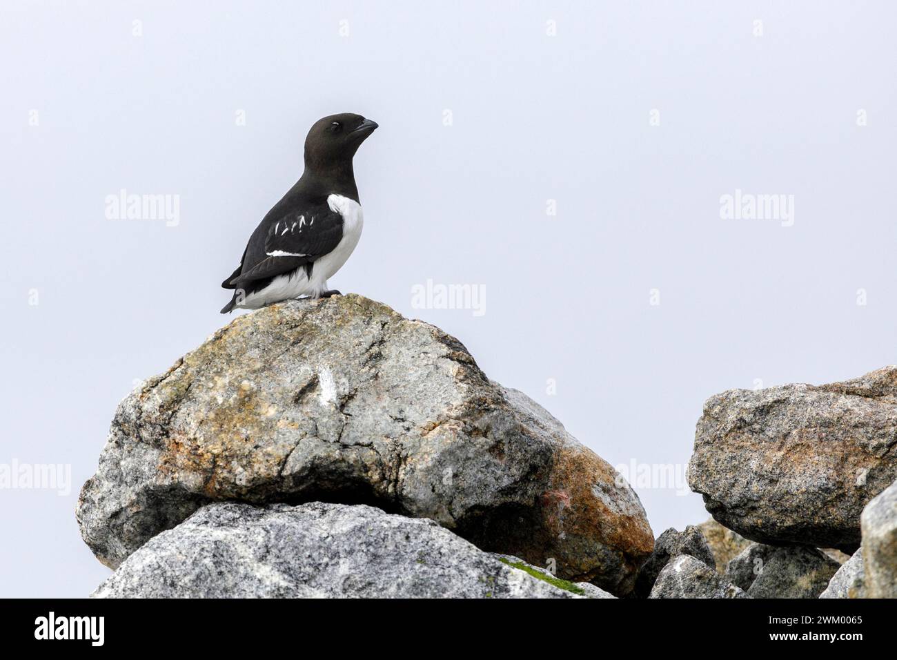 Little Auk (Alle alle) on rock, Raudfjorden, Svalbard, Arctic Stock ...