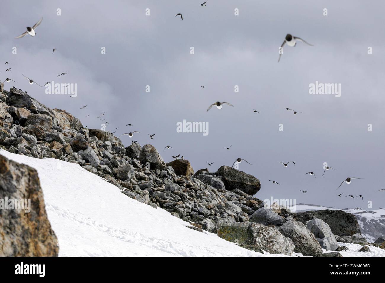 Little Auk (Alle alle) group in flight, Raudfjorden, Svalbard, Arctic ...