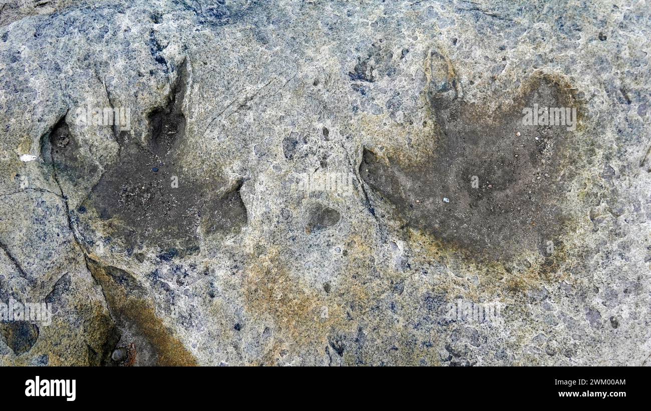 Dinosaur tracks, Boltodden, Spitsbergen, Svalbard, Arctic Stock Photo ...
