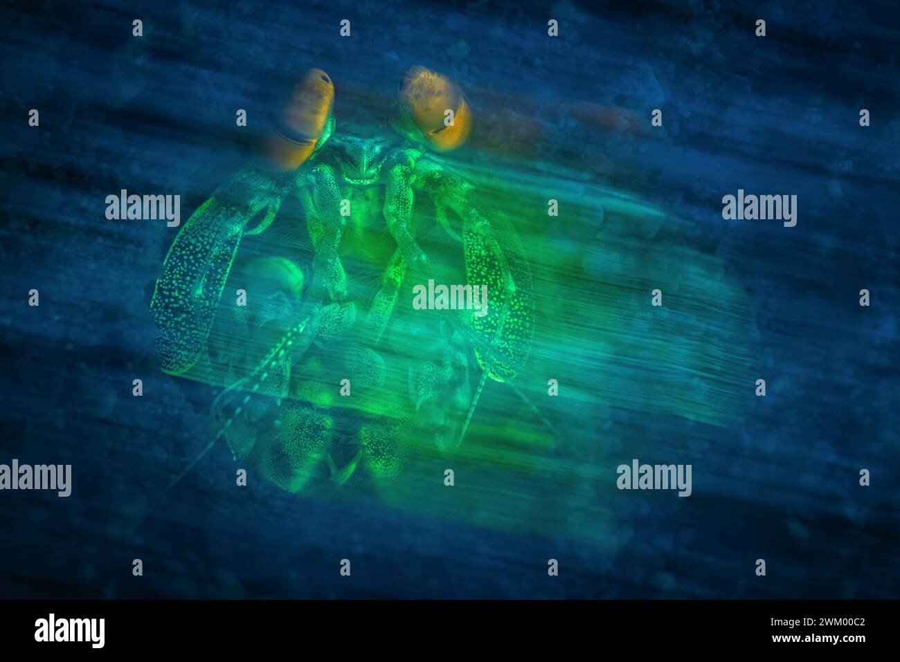 Fast Fluorescent Mantis shrimp. Mayotte Stock Photo - Alamy