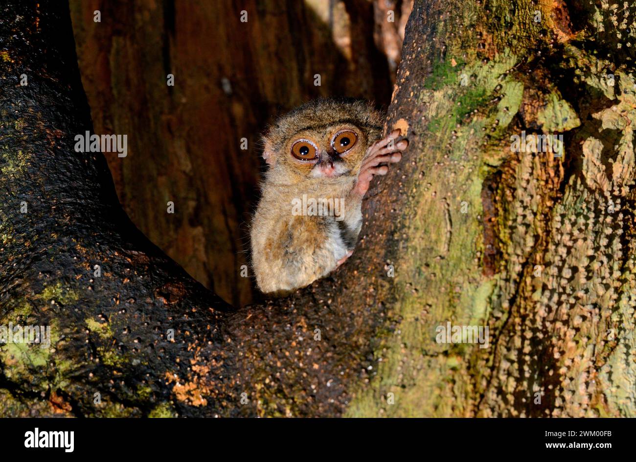 Gursky's spectral tarsier Tarsius spectrumgurskyae (sp. nov. M ...