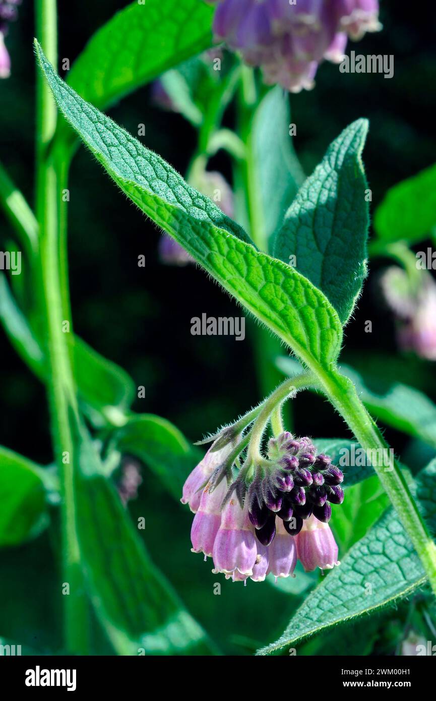 Comfrey flower (Symphytum sp Stock Photo - Alamy