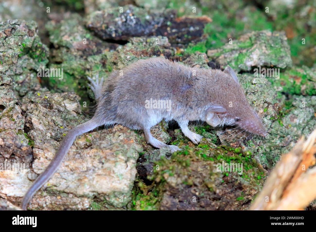White-toothed pygmy shrew (Suncus etruscus), Drome, France Stock Photo ...