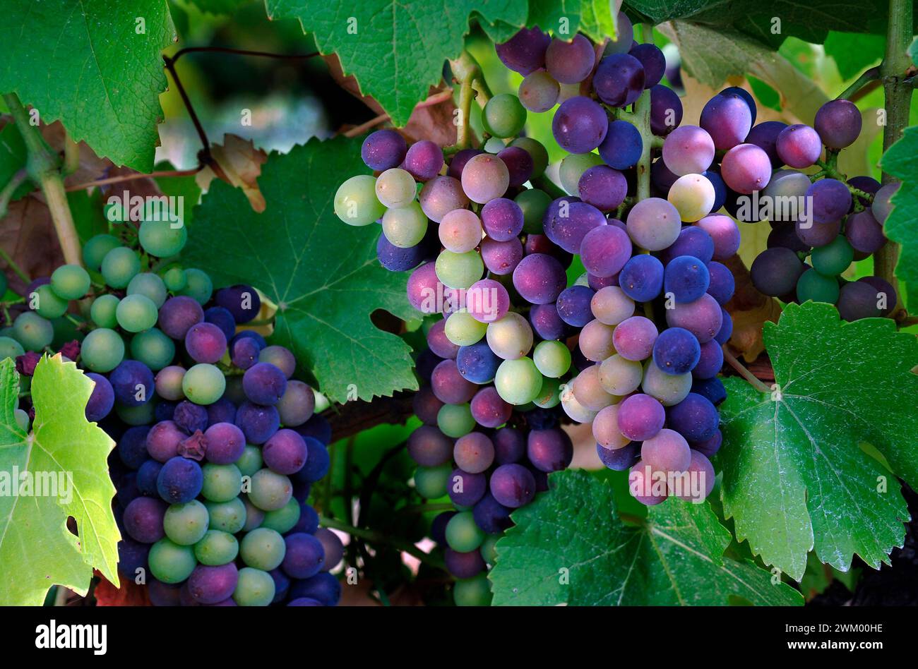 Veraison in summer (grapes ripen on the bunch), Poulsard grape variety ...