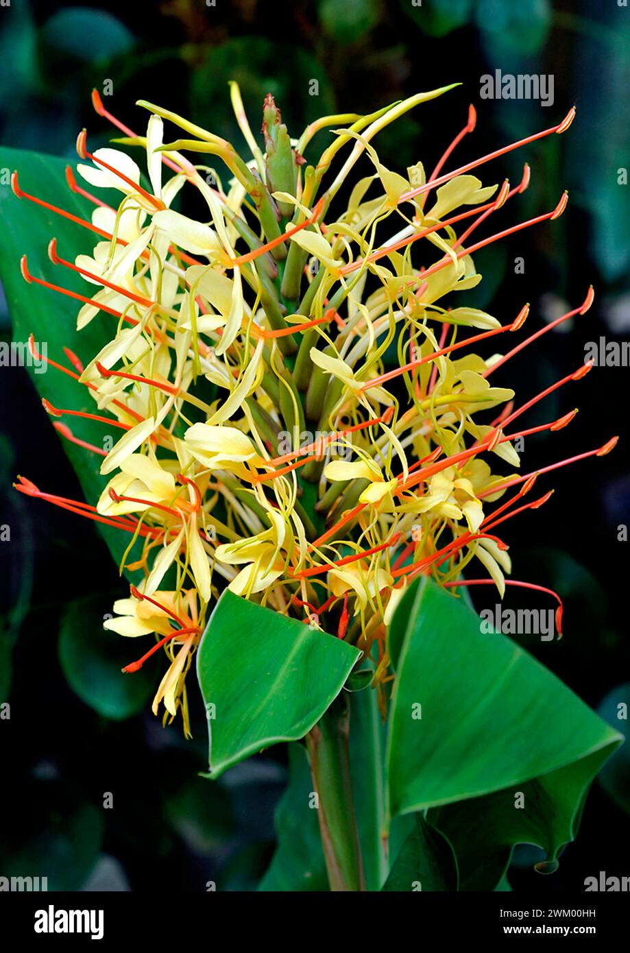 Spiked ginger Lily (Hedychium spicatum) flowers Stock Photo - Alamy