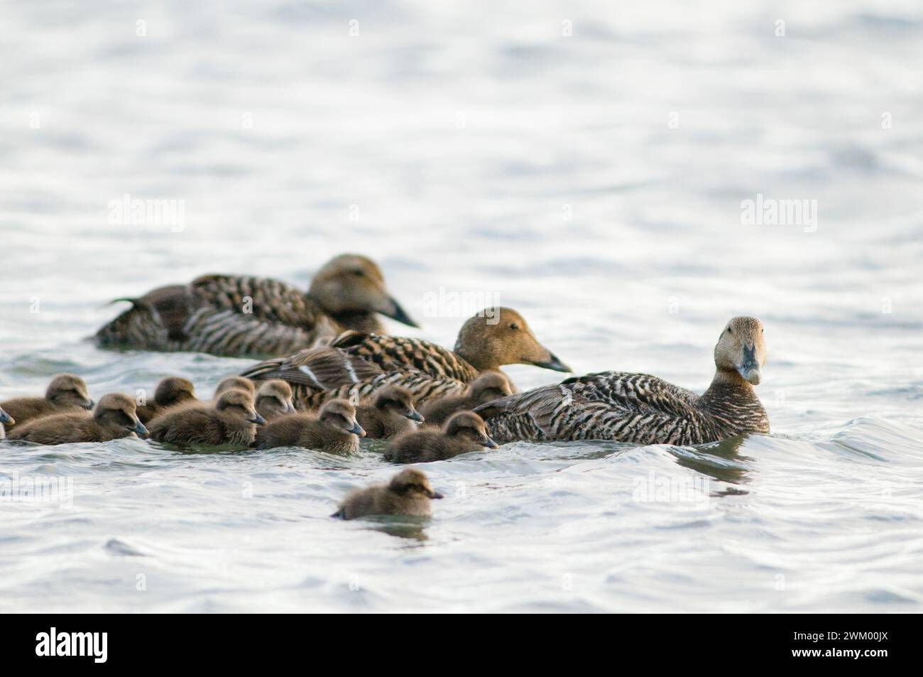 Group of common eider ducks Somateria mollissima mother and newborn ...