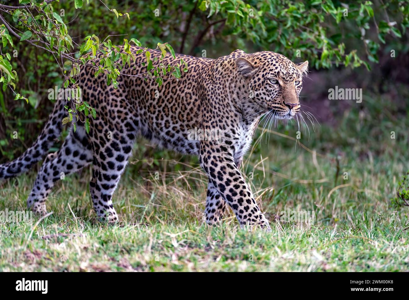 Leopard (Panthera pardus) from Maasai Mara, Kenya Stock Photo - Alamy