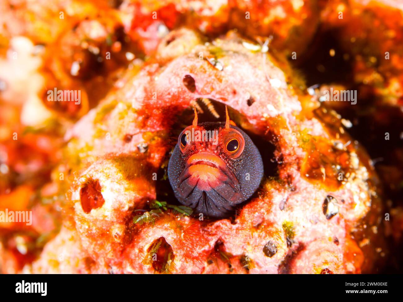 Malpelo barnacle blenny (Acanthemblemaria stephensi), in a dead ...
