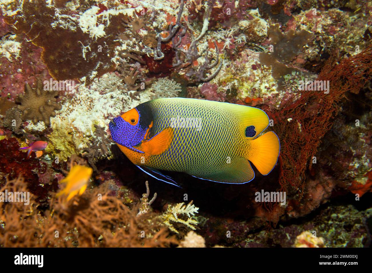 Yellowface angelfish (Pomacanthus xanthometopon) foraging on a coral ...