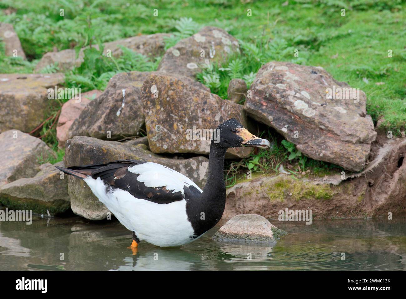 Magpie Goose (Anseranas semipalmata) Female in a pond, Indonesia Stock ...