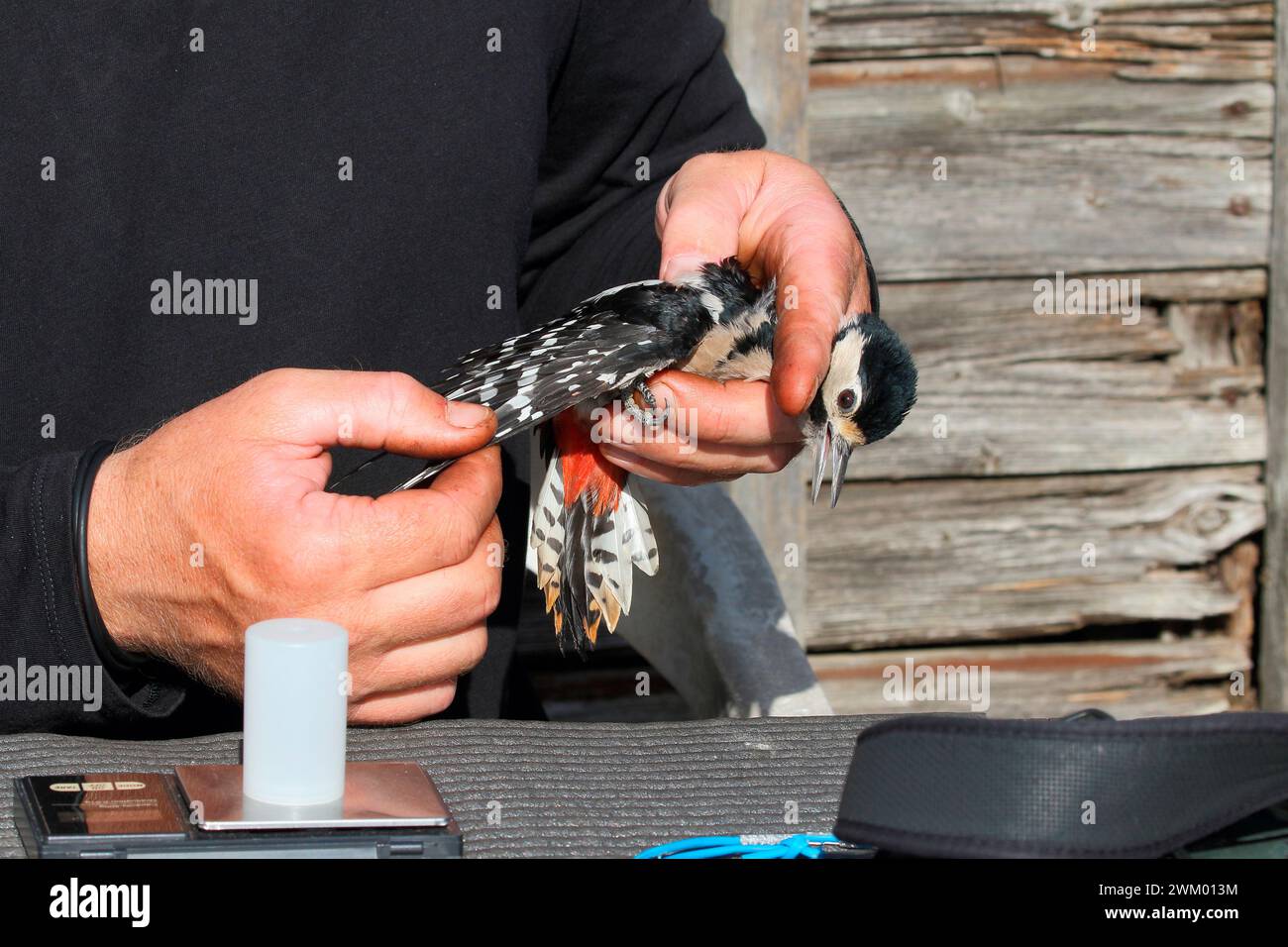 examination of feathers on a passerine caught in the morning in the ...