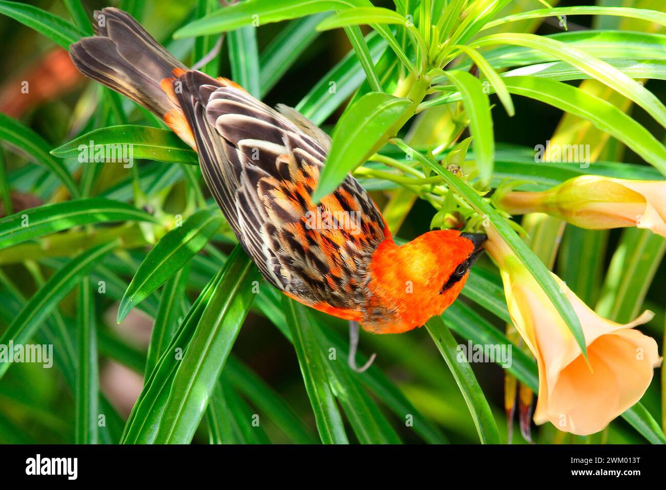 Madagascar Red Foudi (Foudia madagascariensis) Male tasting nectar from a flower, Madagascar ...