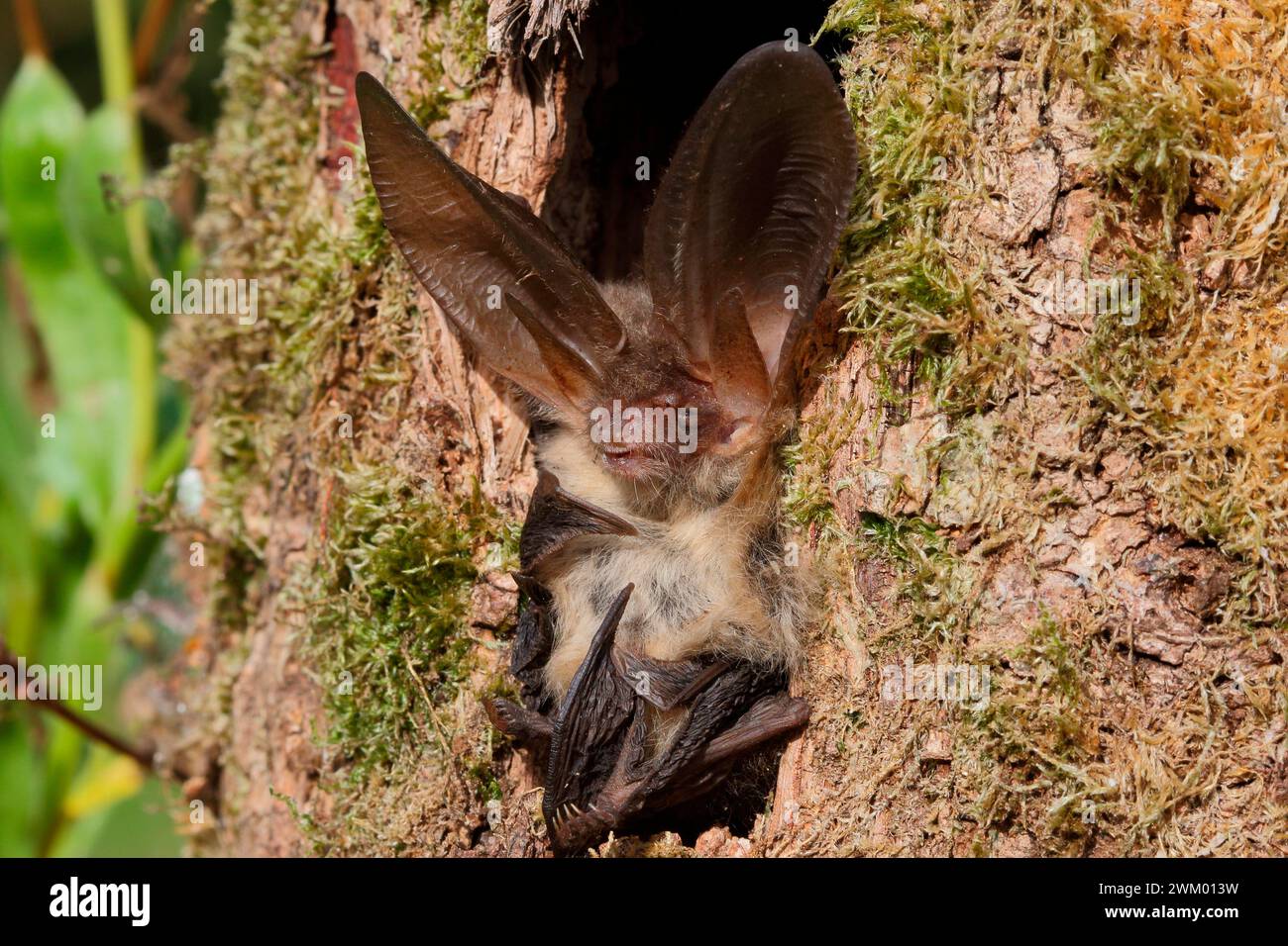 Gray big-eared bat (Plecotus austriacus) emerging from a tree hole ...