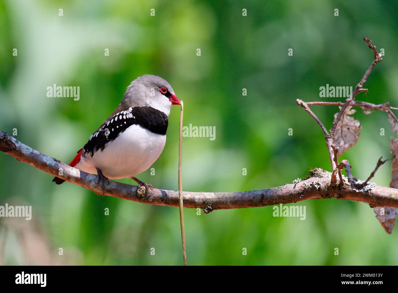 Diamond Firetail (Stagonopleura guttata) male with a twig in its beak ...