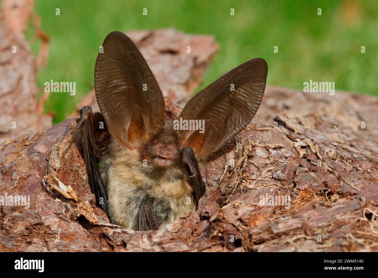 Gray big-eared bat (Plecotus austriacus) emerging from a tree hole ...