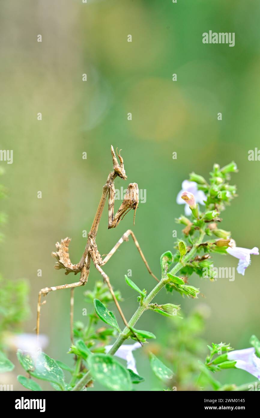 Conehead Mantis (Empusa pennata) on a stem of Lesser Calamint ...