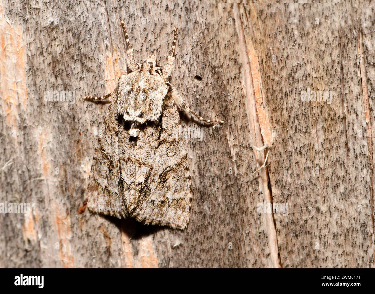 Sycamore moth (Acronicta aceris), Vosges du Nord Regional Nature Park ...