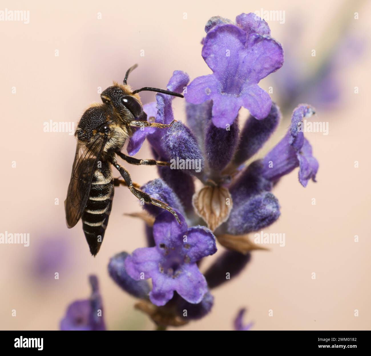 Female cuckoo bee (Coelioxys aurolimbata) on lavender, Vosges du Nord ...