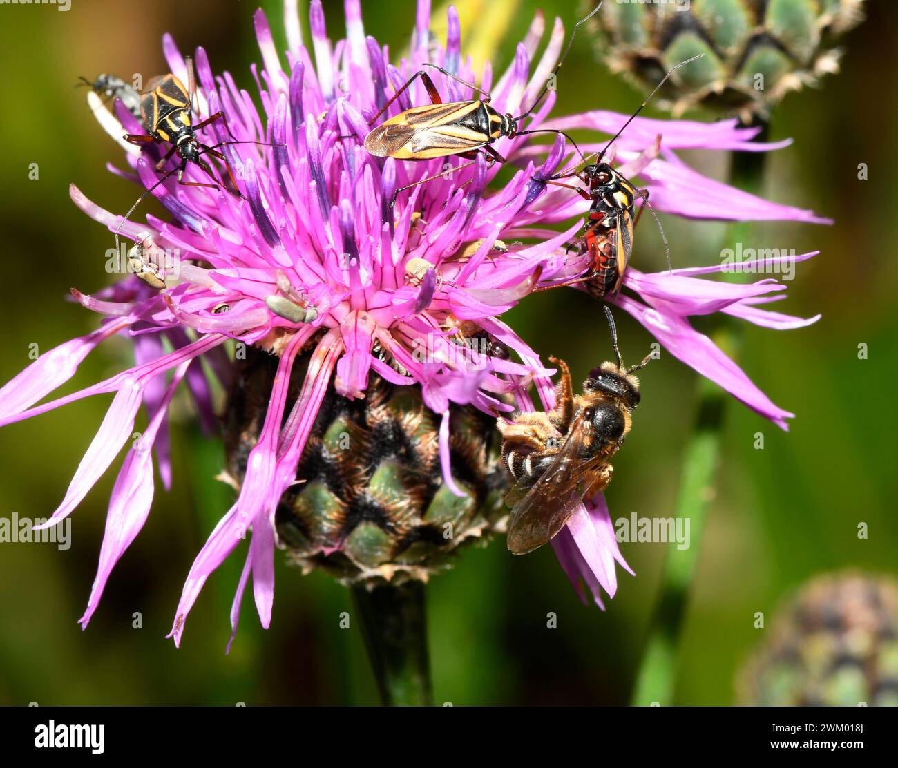 Stink bugs (Grypocoris stysi), bees and beetles on Saw-wort (Serratula ...