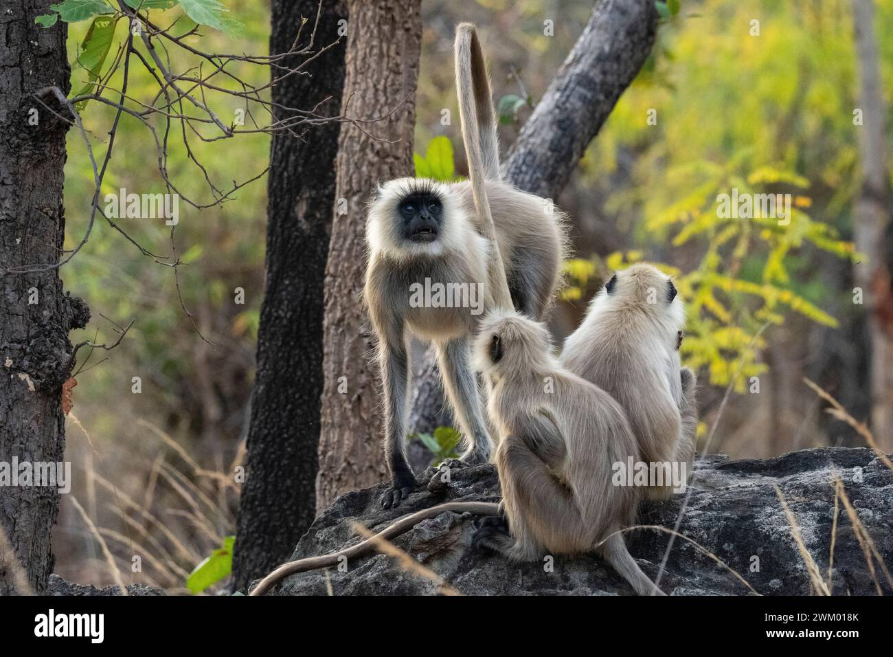 Common Langur (Semnopithecus entellus), Bandhavgarh National Park ...