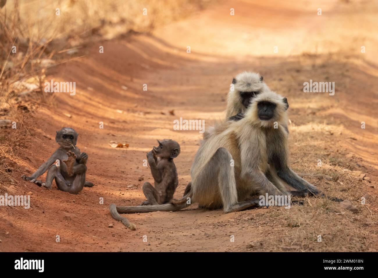 Common Langur (Semnopithecus entellus), Bandhavgarh National Park ...