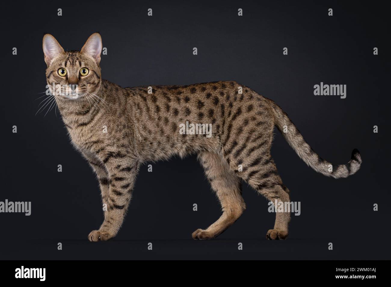 Elegant Savannah cat, standing side ways. Looking straight to camera ...