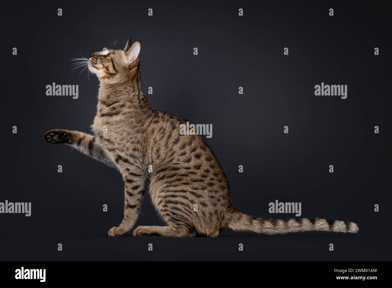 Elegant Savannah cat, sitting up side ways. Looking side ways up ...