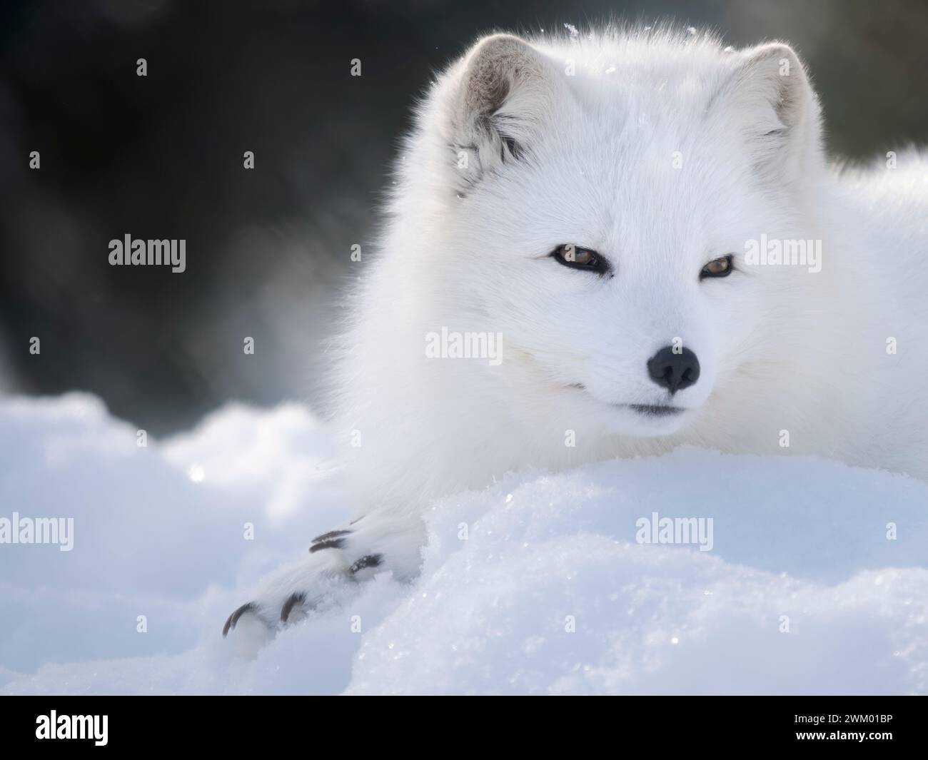 Arctic Fox (Vulpes lagopus), white fox, polar fox, snow fox, in white ...