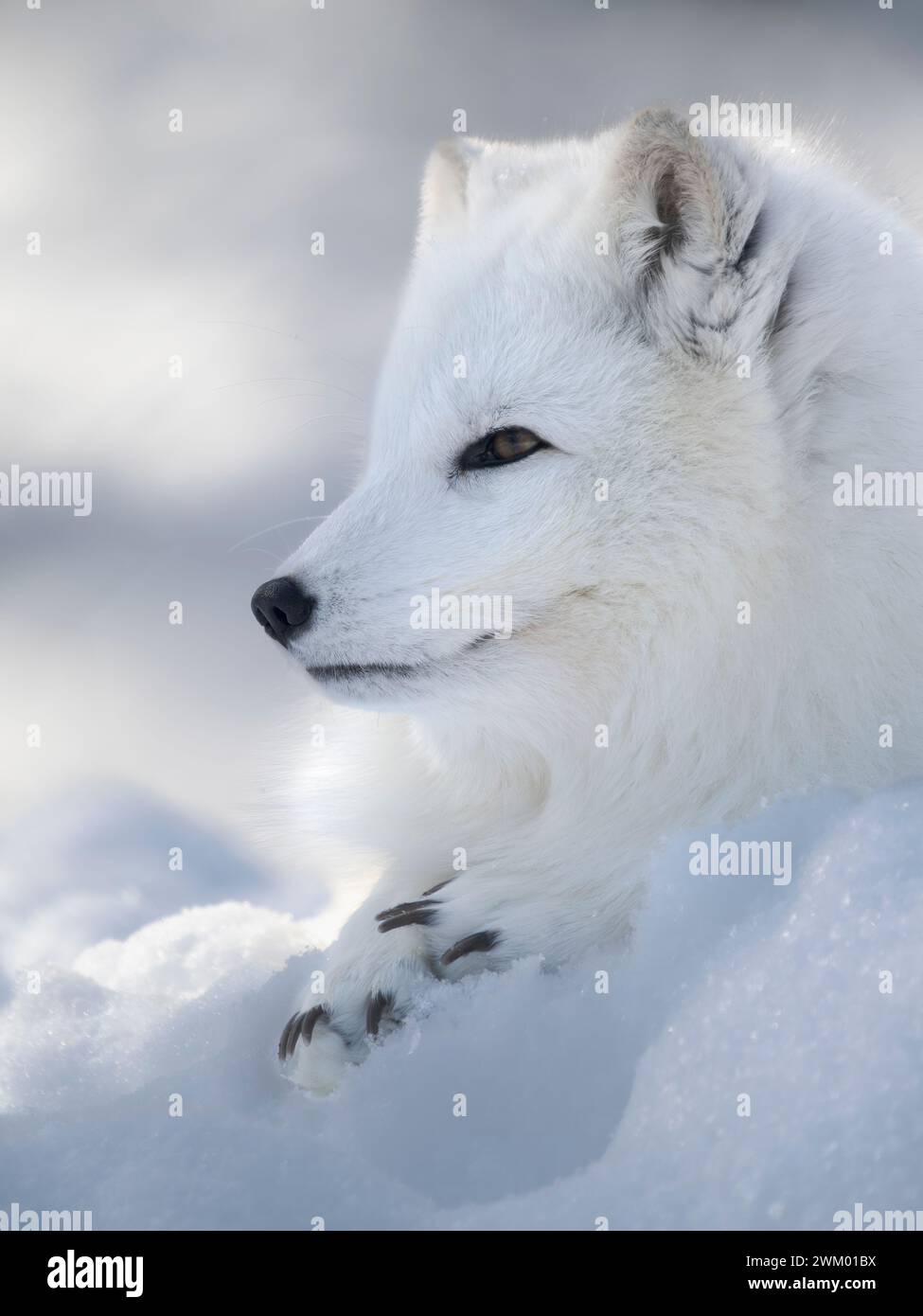 Arctic Fox (Vulpes lagopus), white fox, polar fox, snow fox, in white ...