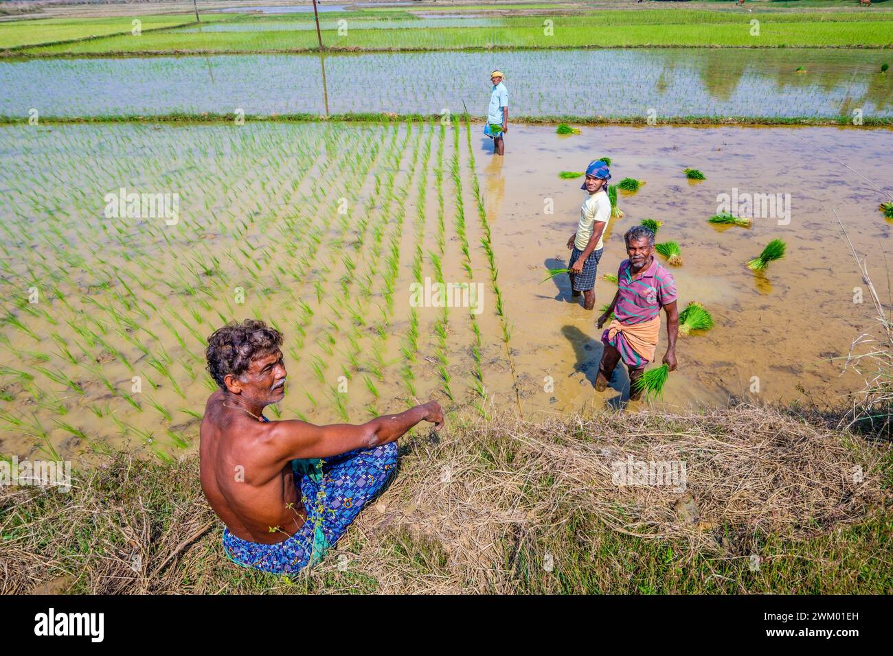 Indian farmers in the state of Odisha planting rice in a paddy field ...