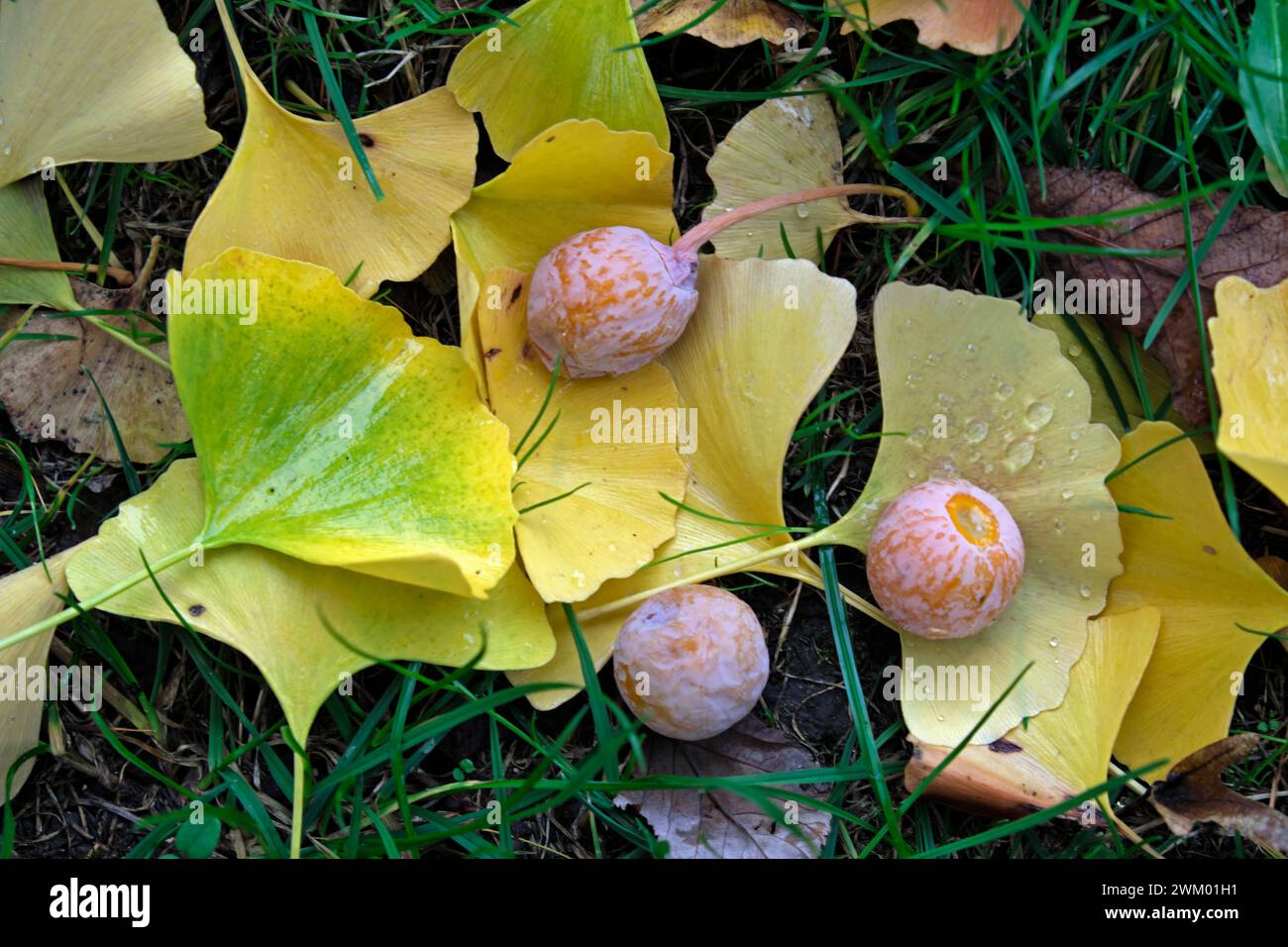Ginkgo biloba, female tree, female tree, leaves and ovules fallen on ...